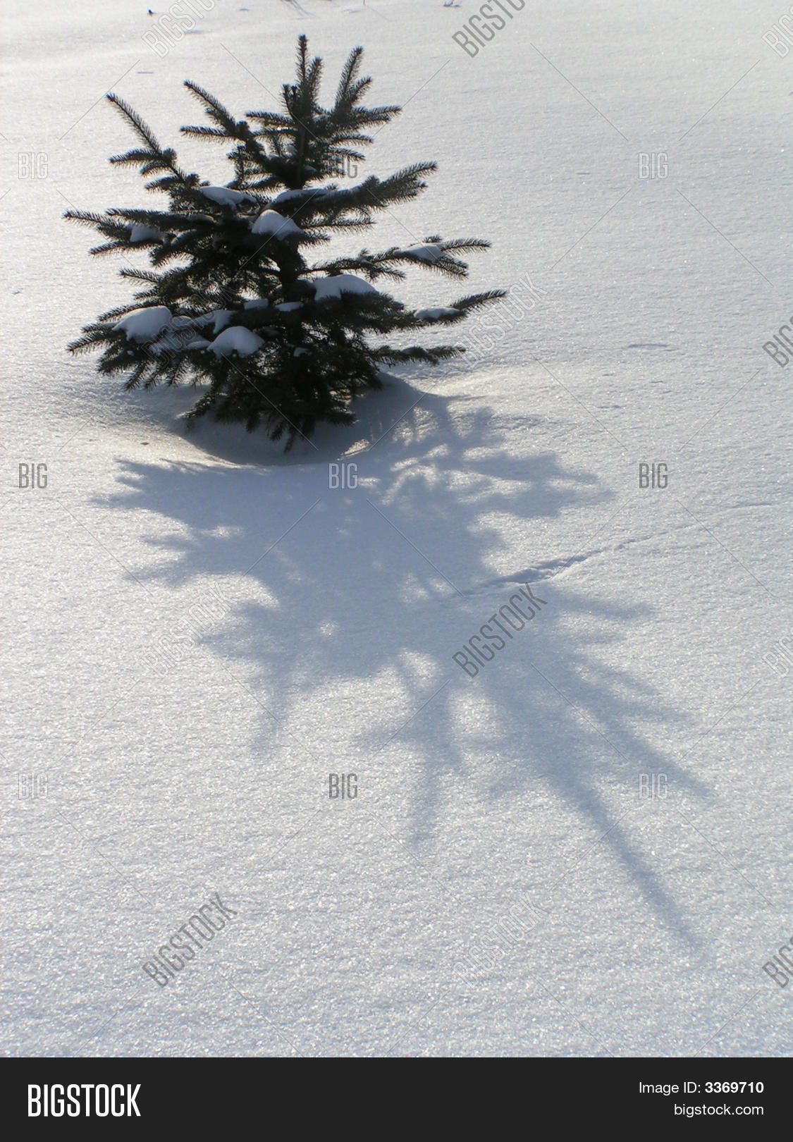 Small Pine Tree Shadow Snow Image & Photo | Bigstock