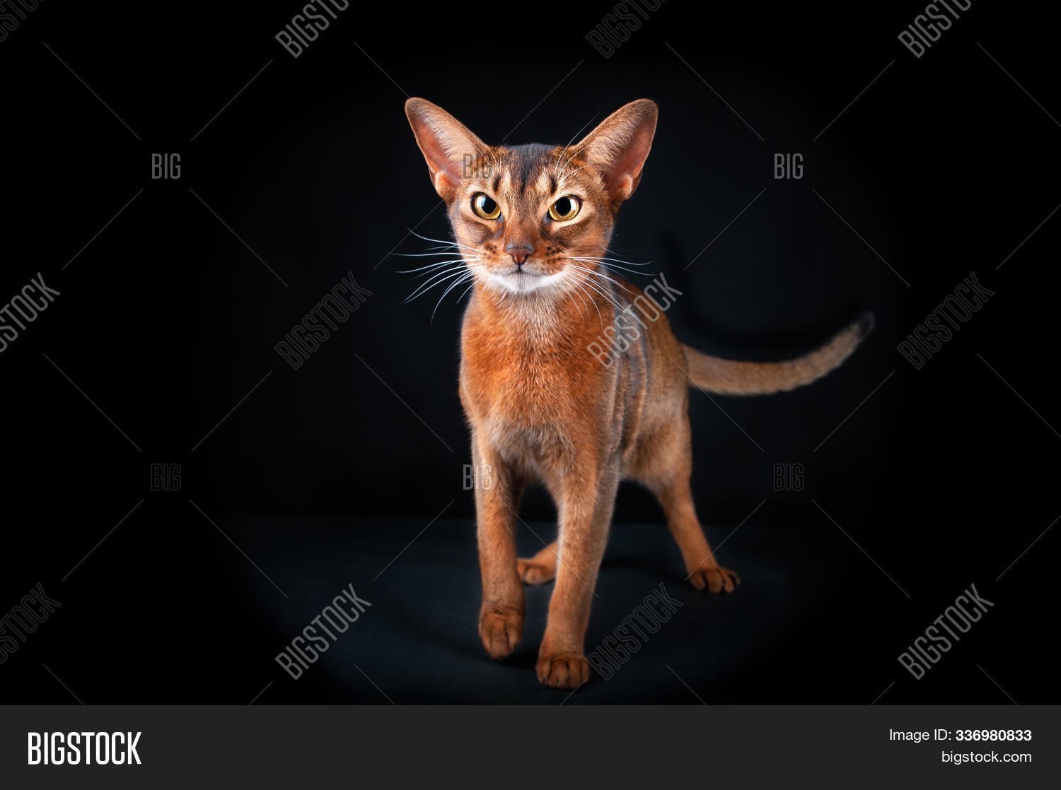Black Abyssinian Cats