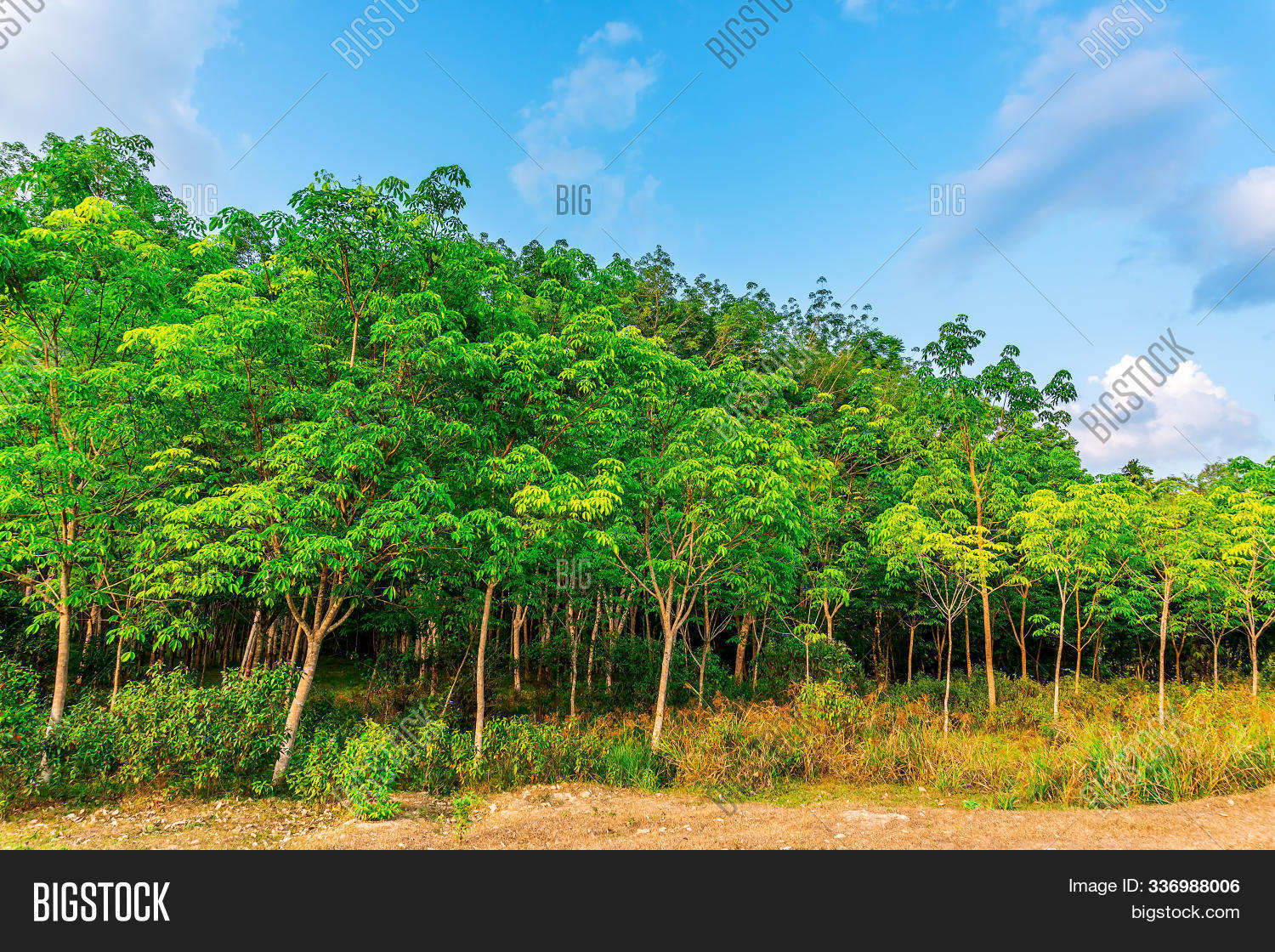 Para Rubber Tree, Image & Photo (Free Trial) | Bigstock