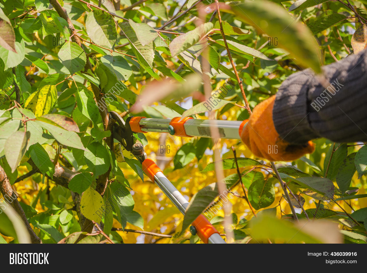 Seasonal Pruning Trees Image & Photo (Free Trial) | Bigstock