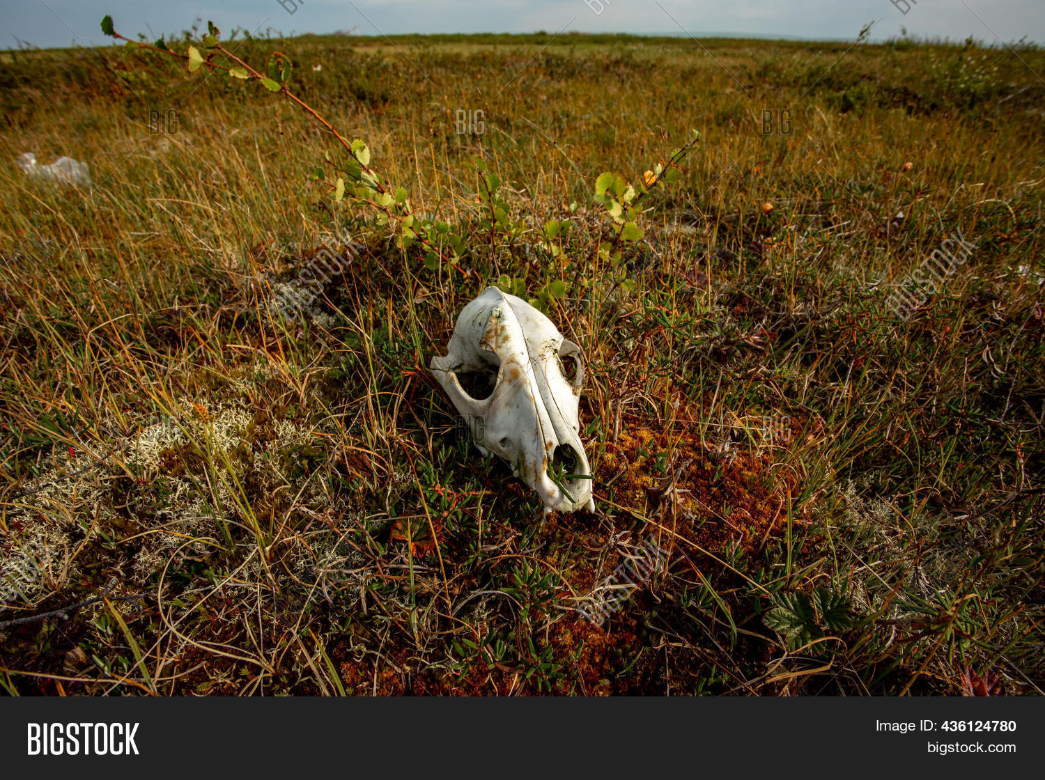 Harsh Land Tundra. Image & Photo (Free Trial) | Bigstock