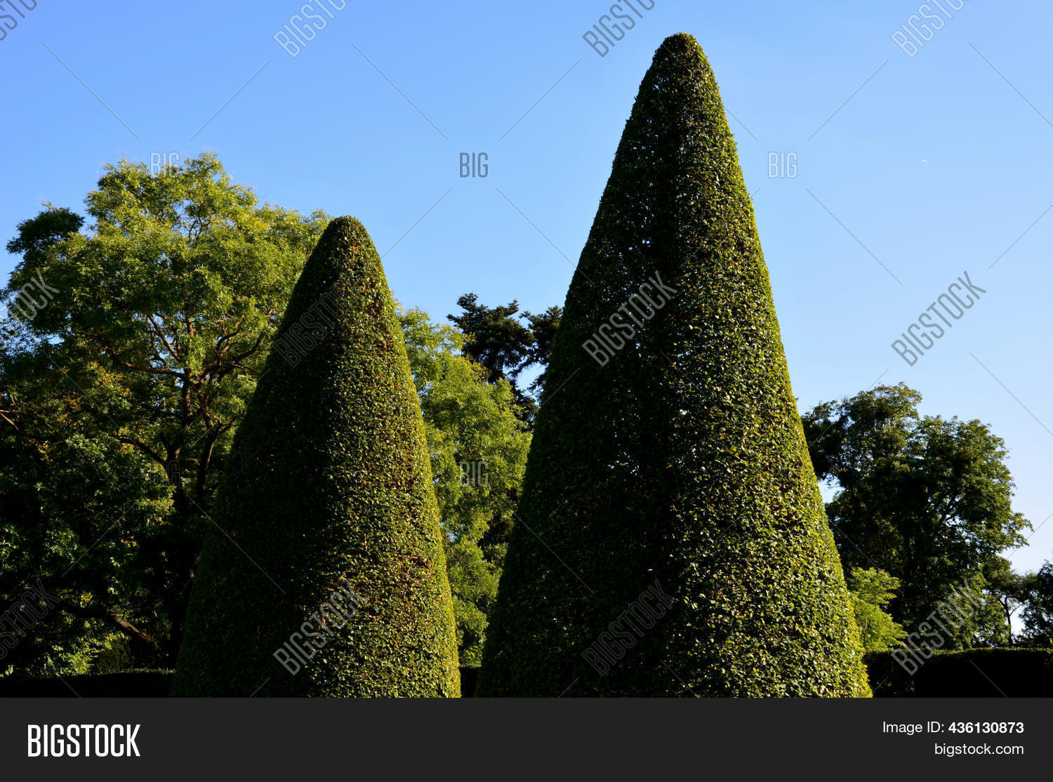 Hornbeams, Yews Image & Photo (Free Trial) | Bigstock