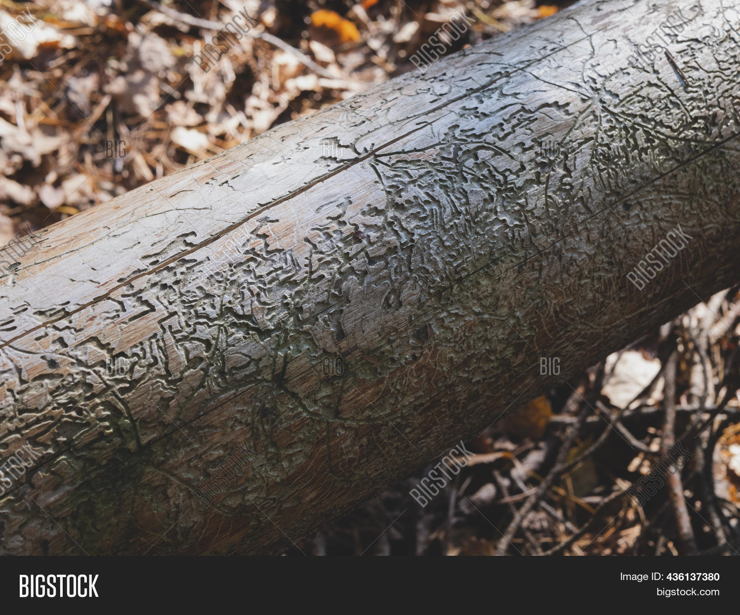 Bizarre Bark Beetle Image & Photo (Free Trial) | Bigstock