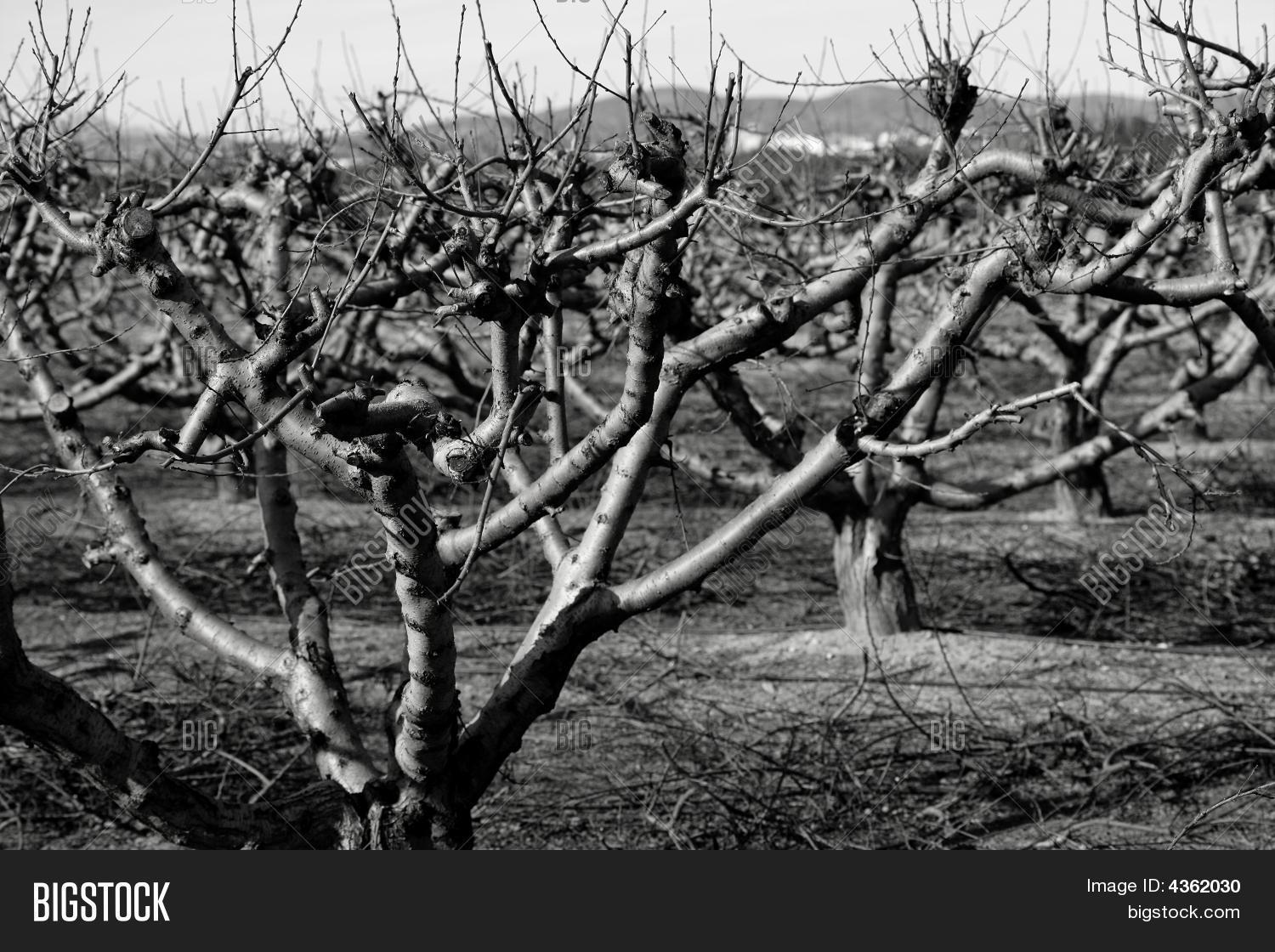 Dry Fruit Trees Image & Photo (Free Trial) | Bigstock