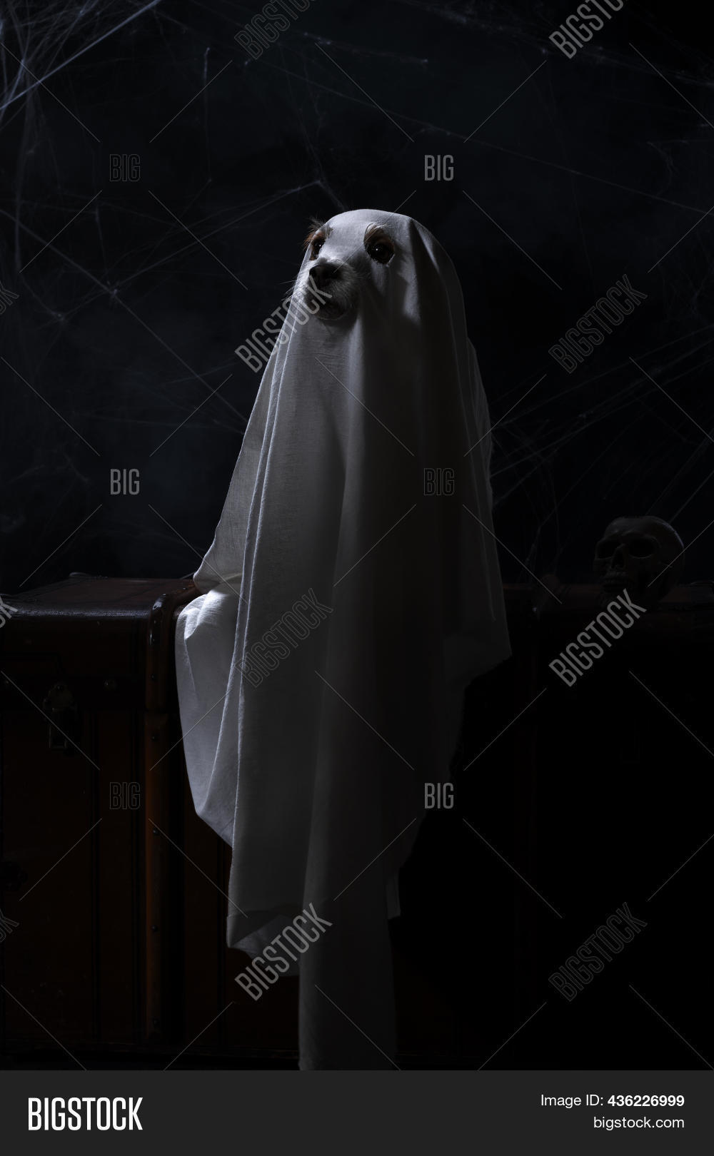 Dog Ghost Halloween Image & Photo (Free Trial) | Bigstock