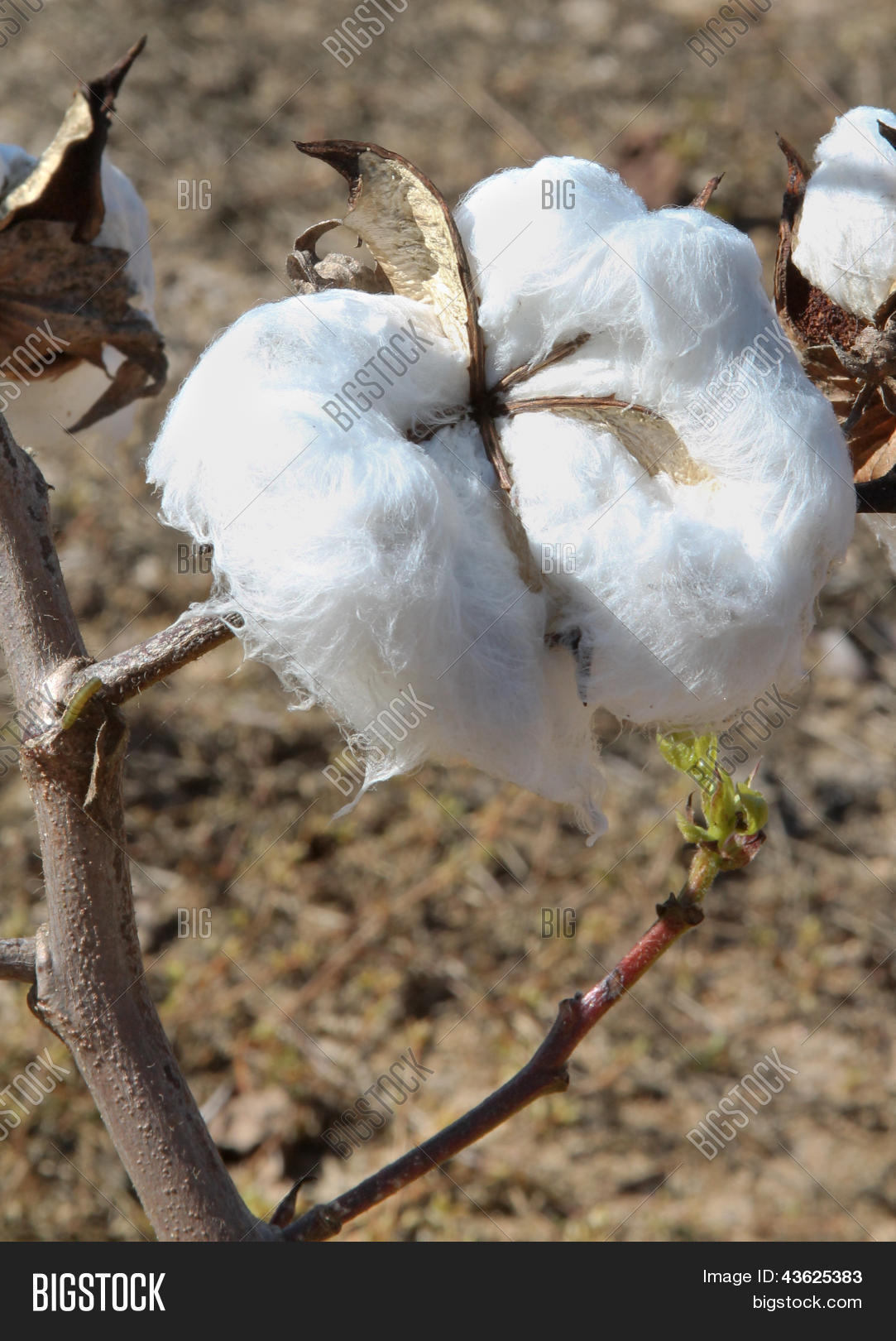 Southern Cotton Plant Image & Photo (Free Trial) | Bigstock