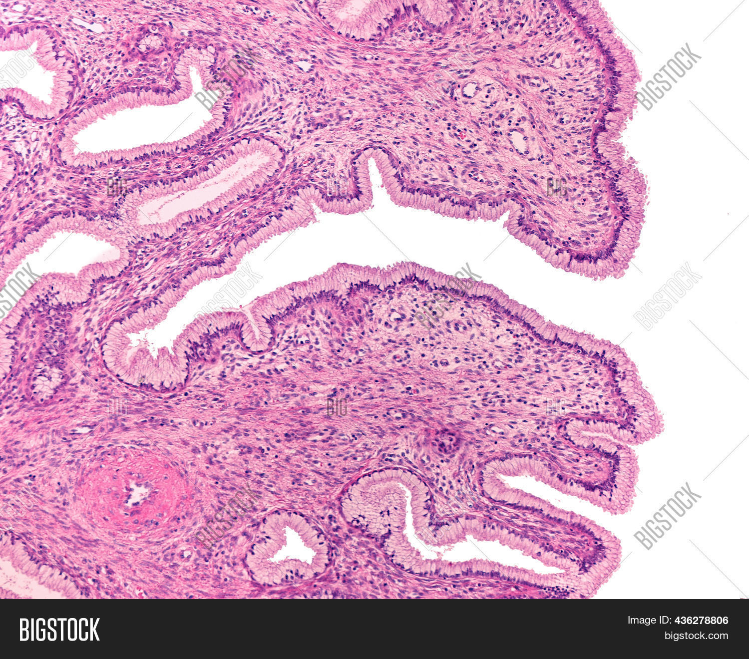 Light Microscope Image & Photo (Free Trial) | Bigstock