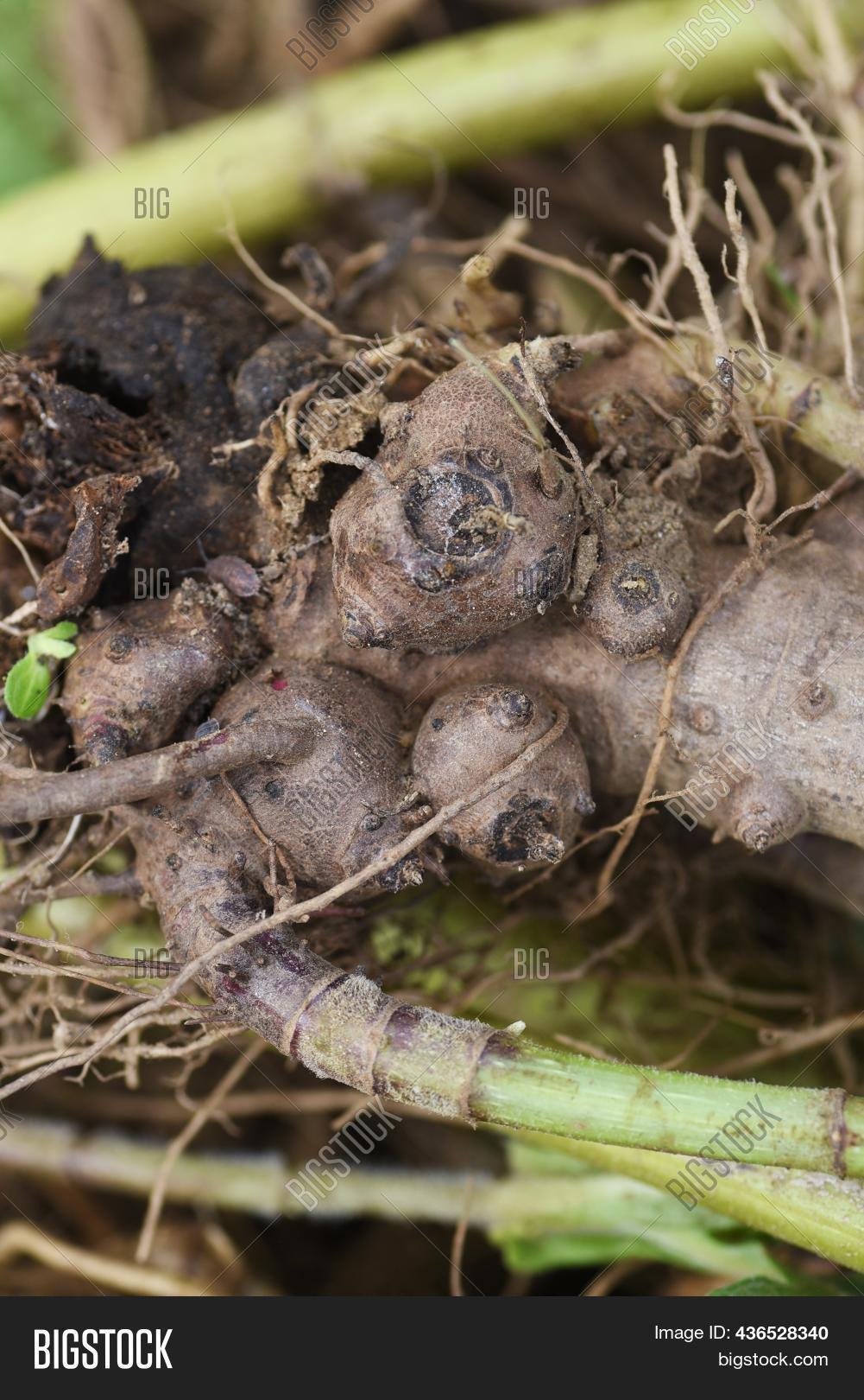 Yacon Harvest. Yacon Image & Photo (Free Trial) | Bigstock