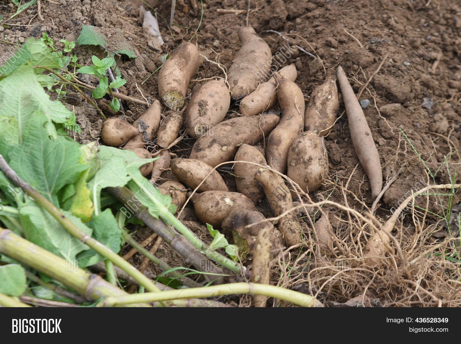 Yacon Harvest. Yacon Image & Photo (Free Trial) | Bigstock