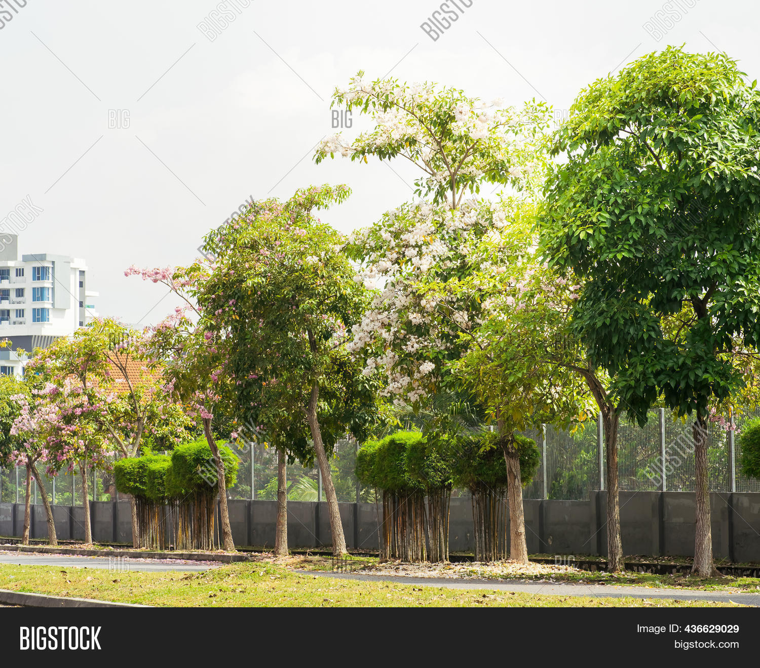 Pink Tecoma Flower Image & Photo (Free Trial) | Bigstock