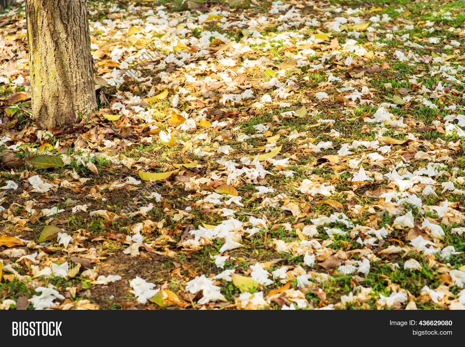 White Tecoma Flower Image & Photo (Free Trial) | Bigstock