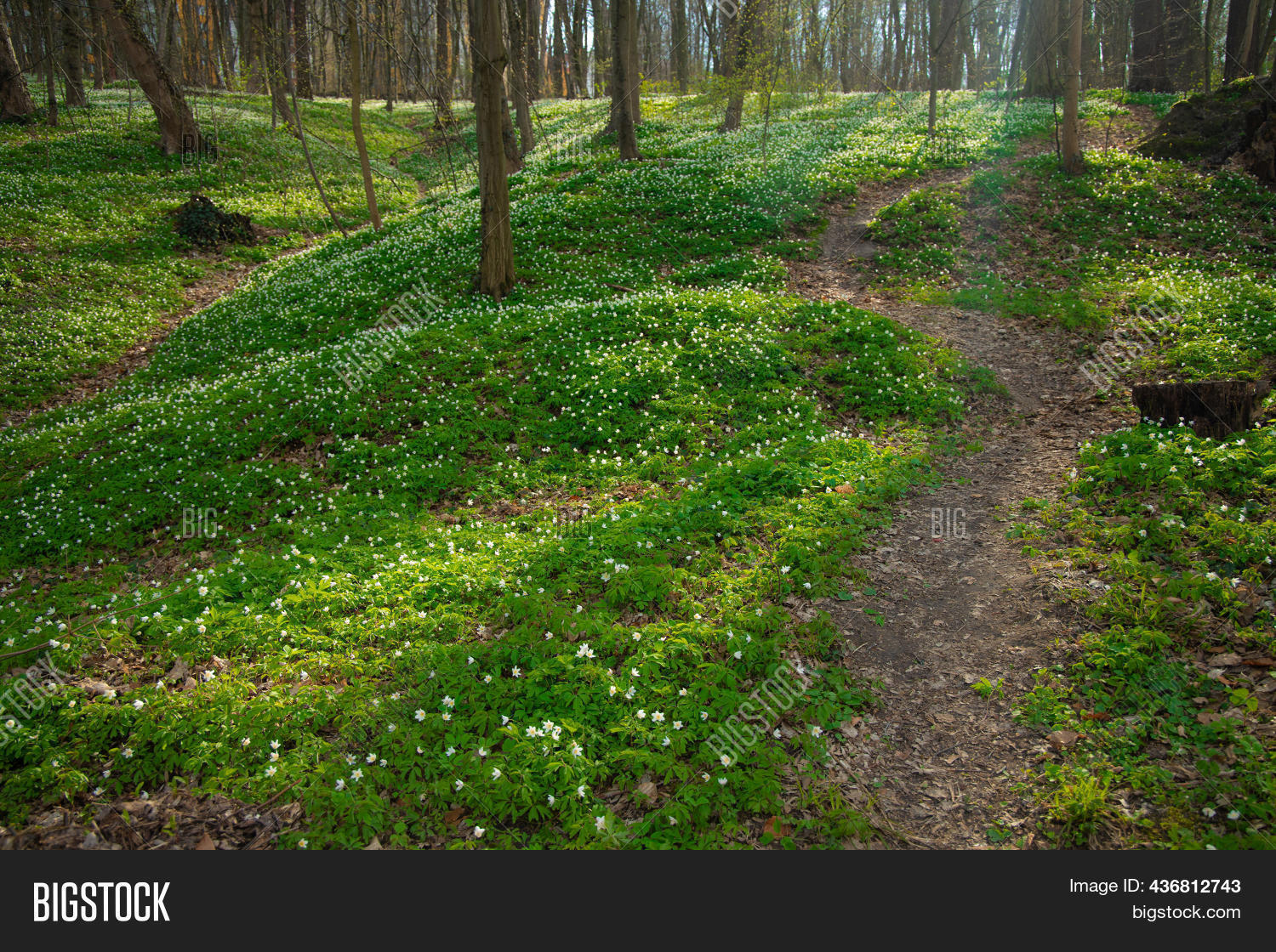 Forest March Image & Photo (Free Trial) | Bigstock