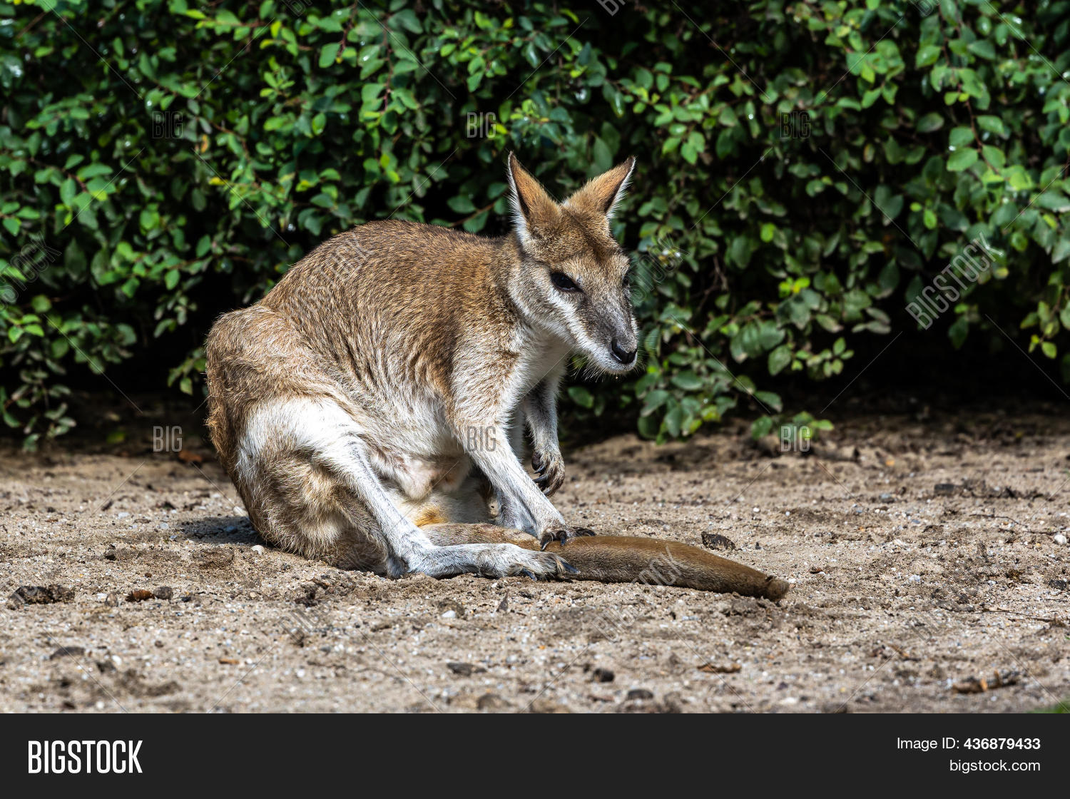 Agile Wallaby, Image & Photo (Free Trial) | Bigstock