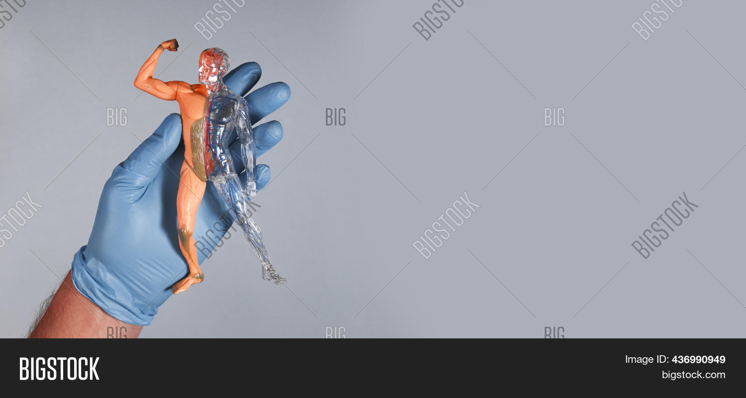 3d Skinless Human Body Image & Photo (Free Trial) | Bigstock