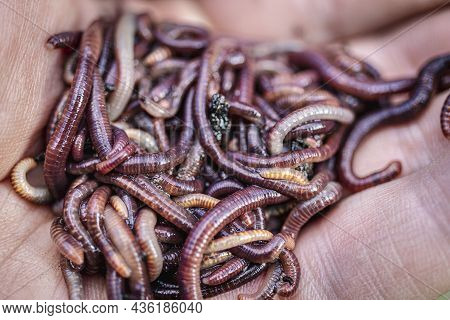 Breeding Red Worms Image & Photo (Free Trial) | Bigstock