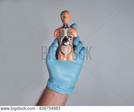 Skinless Human Body Image & Photo (Free Trial) | Bigstock