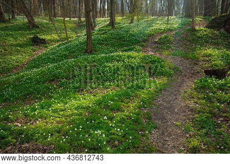Forest March Image & Photo (Free Trial) | Bigstock