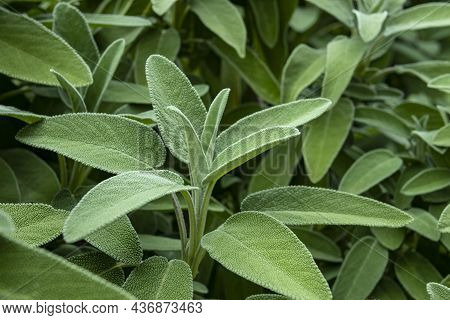 Plant Spongy Green Image & Photo (Free Trial) | Bigstock
