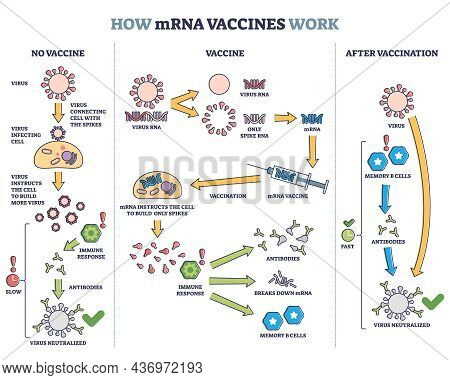 How Mrna Vaccines Vector & Photo (Free Trial) | Bigstock