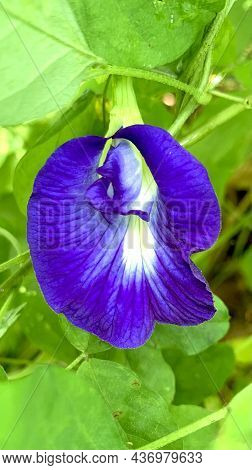 Nil Katarolu Mal / Image & Photo (Free Trial) | Bigstock