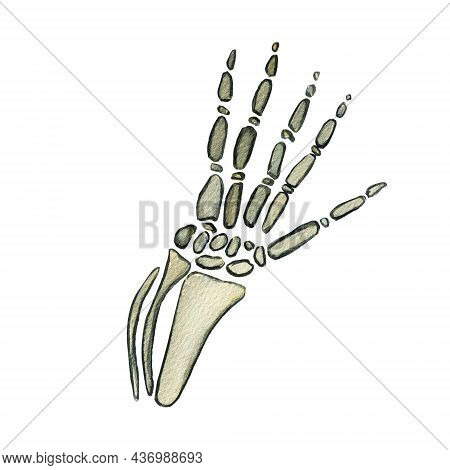Skeleton Hands, Image & Photo (Free Trial) | Bigstock
