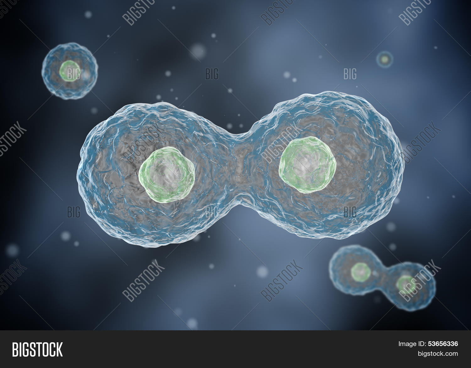 Two Cells Divide By Image & Photo (Free Trial) | Bigstock