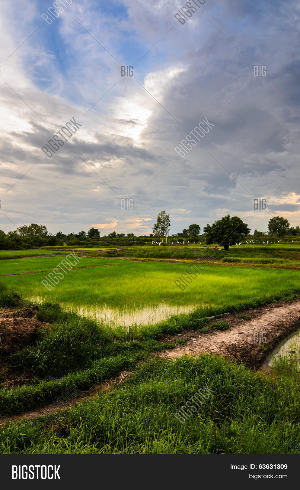 Rice Field Image & Photo (Free Trial) | Bigstock
