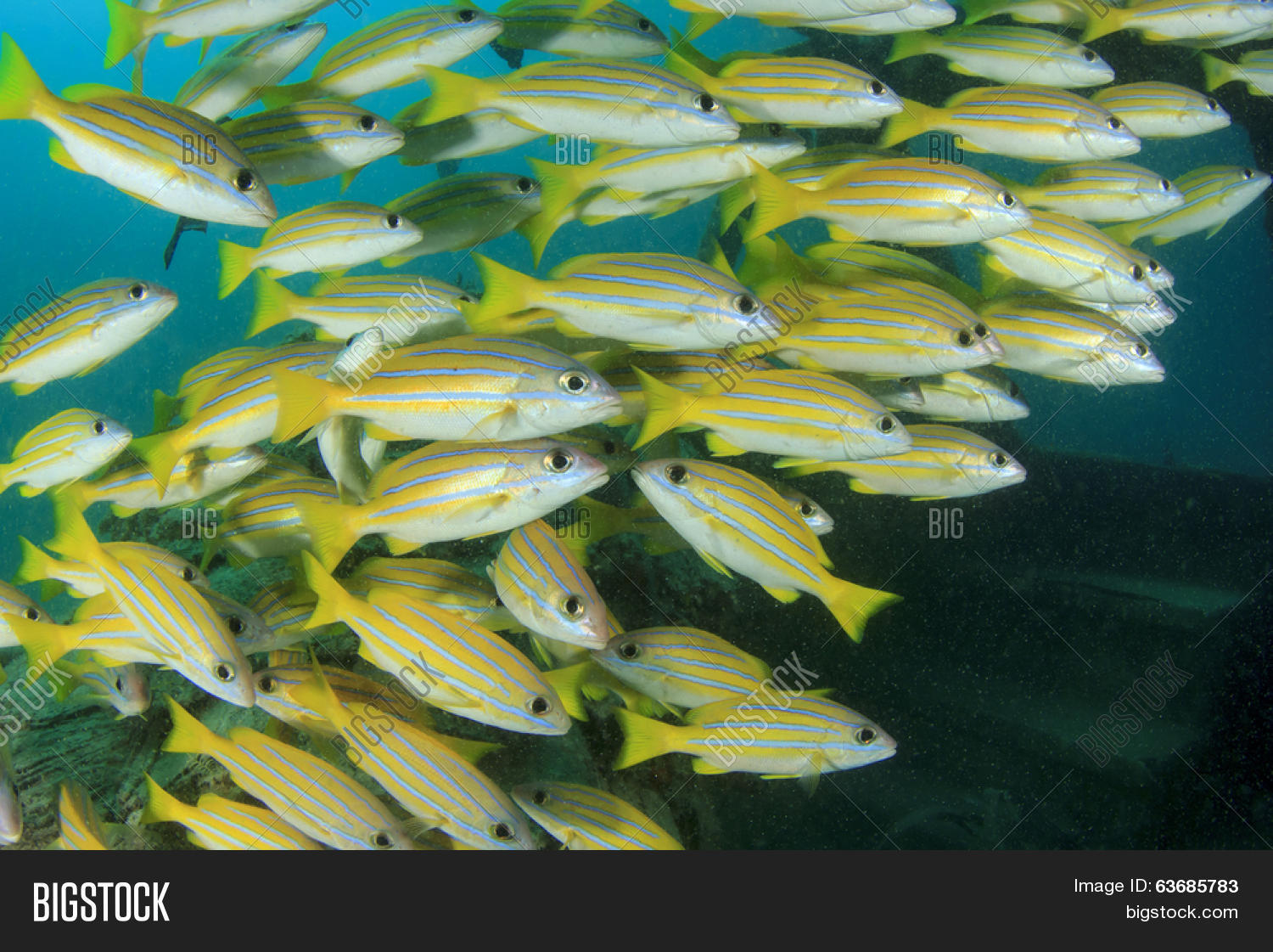 School Yellow Snapper Image & Photo (Free Trial) | Bigstock
