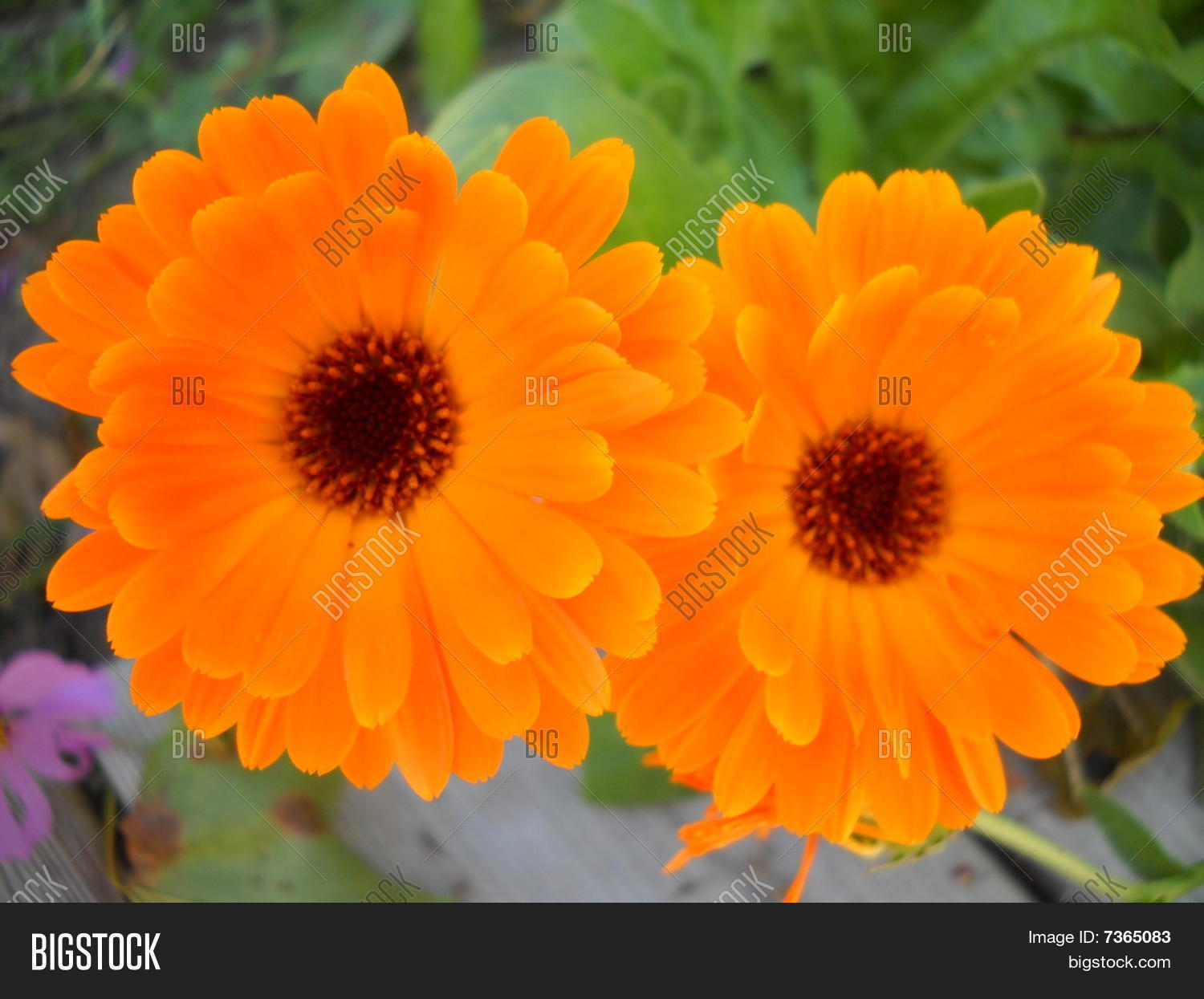 Two Orange Flowers Image & Photo (Free Trial) | Bigstock