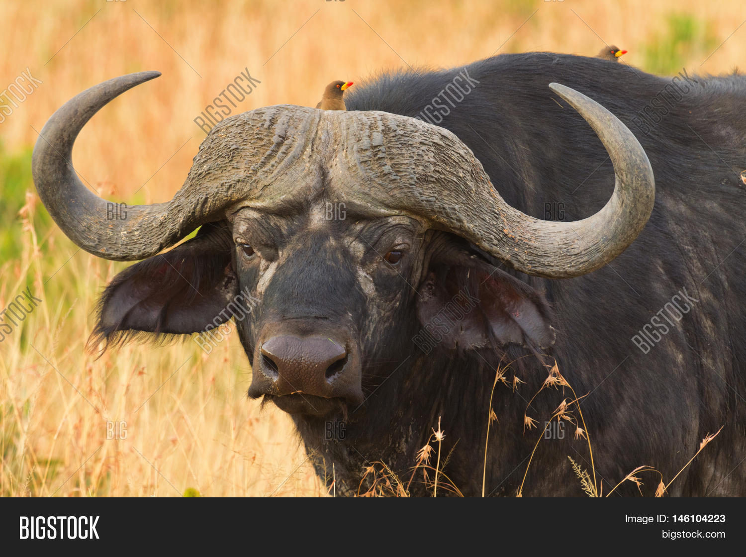 Male Buffalo Ox- Image & Photo (Free Trial) | Bigstock