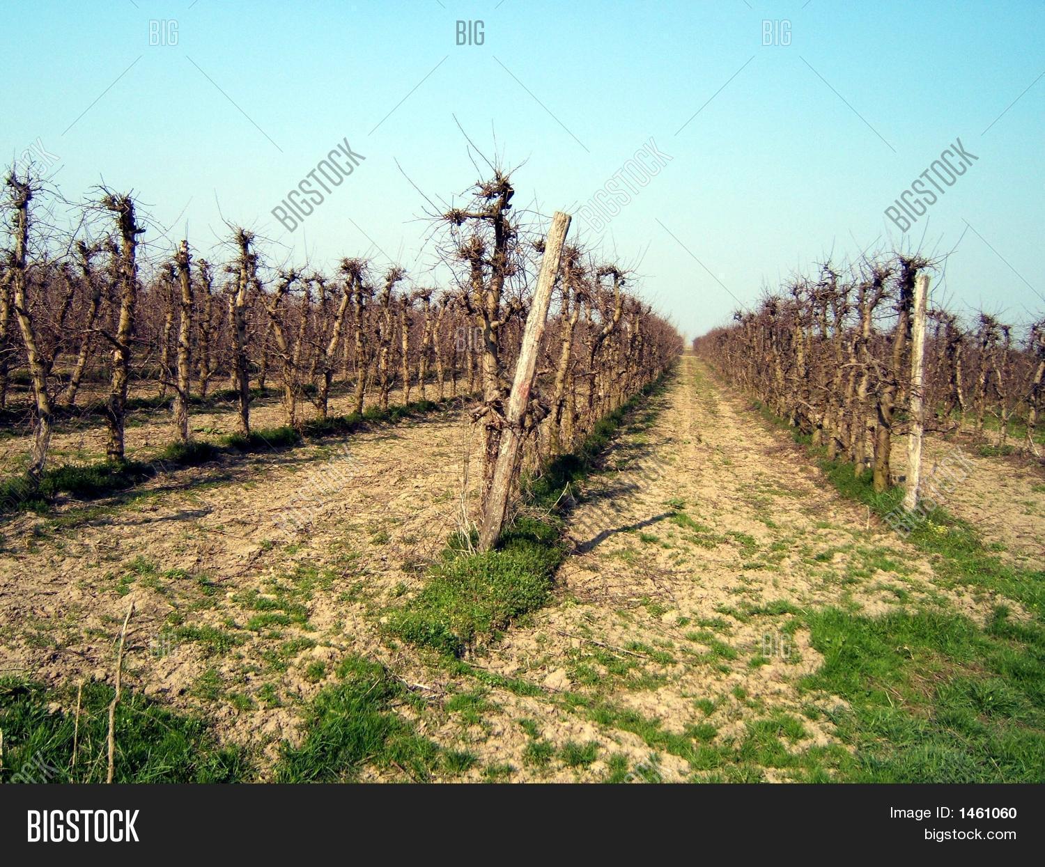 Apple Plantation Image & Photo (Free Trial) | Bigstock