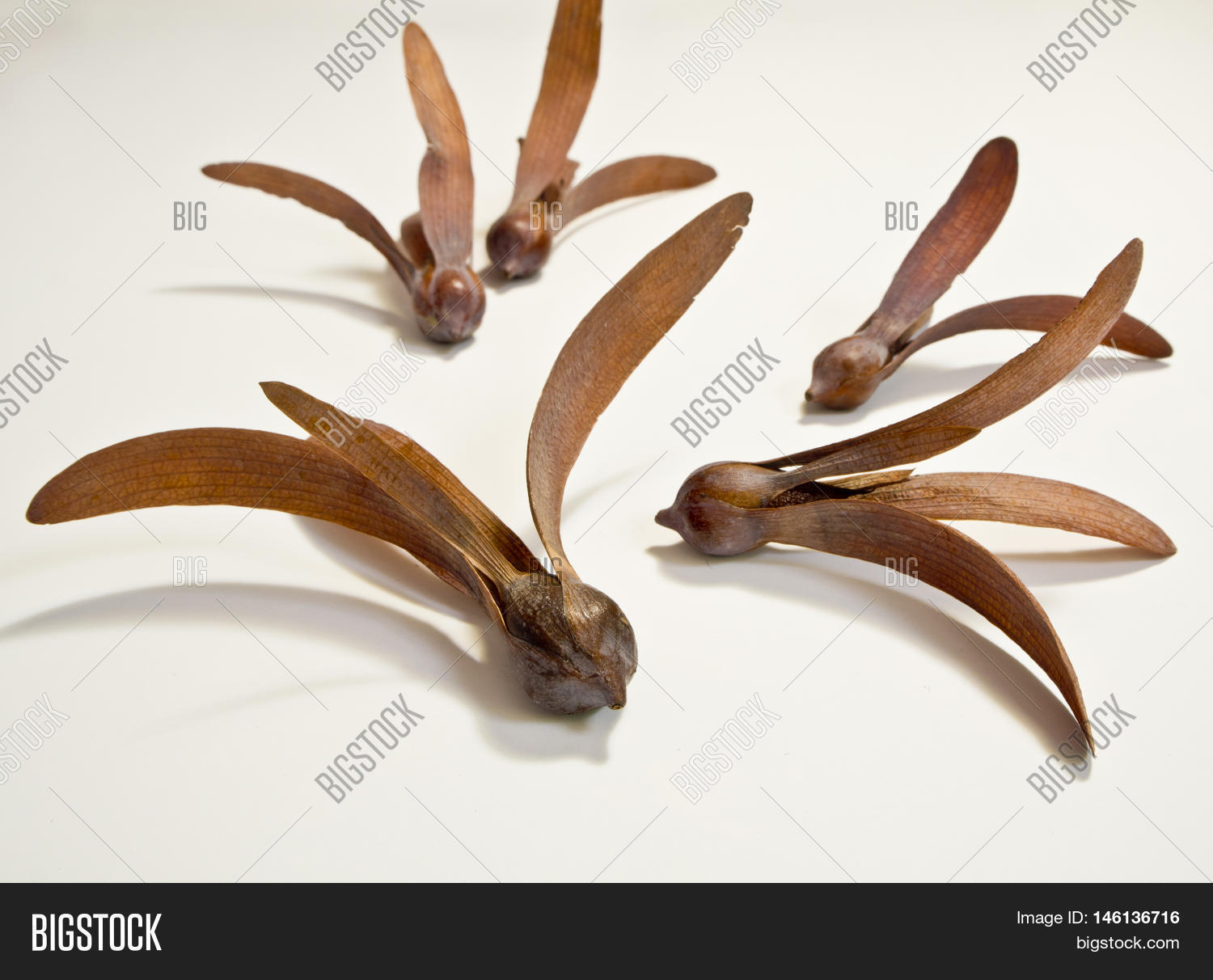 Isolated Natural Wings Image & Photo (Free Trial) | Bigstock