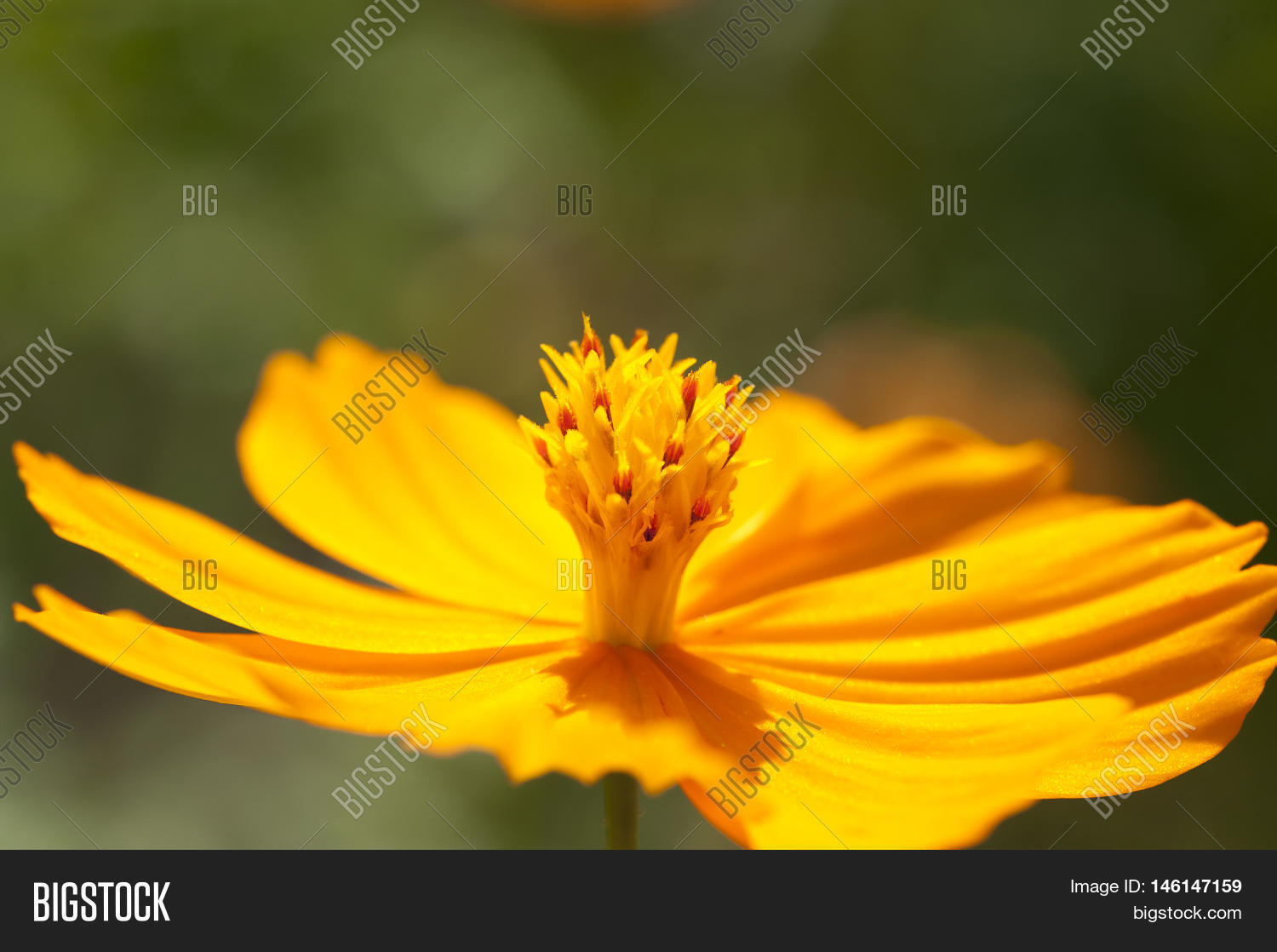 Yellow Flowers Showing Image & Photo (Free Trial) | Bigstock