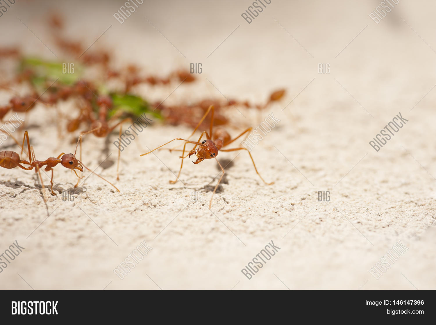 Aggressive Weaver Ant Image & Photo (Free Trial) | Bigstock