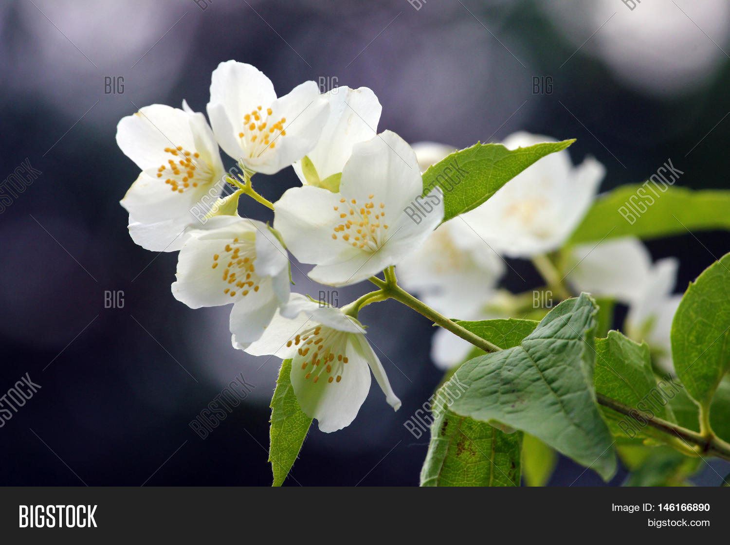Beautiful Jasmine Image & Photo (Free Trial) | Bigstock