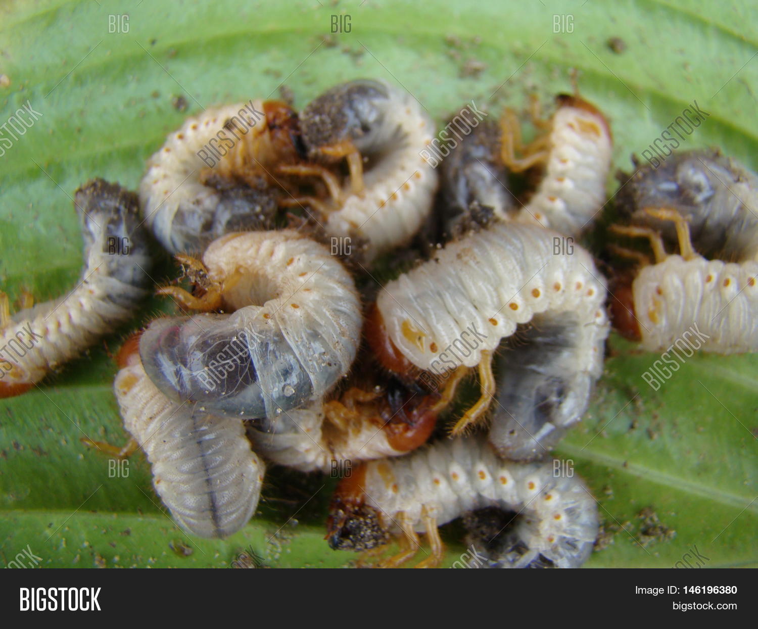 Larva May Beetle Genus Image & Photo (Free Trial) | Bigstock