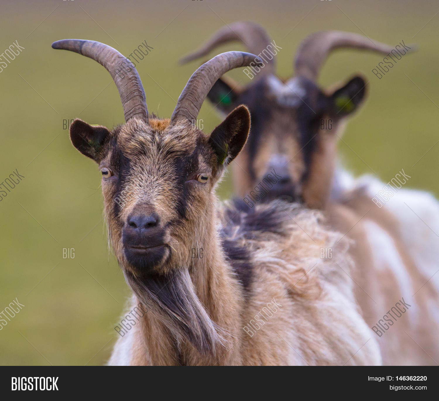 Billy Goat Portrait Image & Photo (Free Trial) | Bigstock