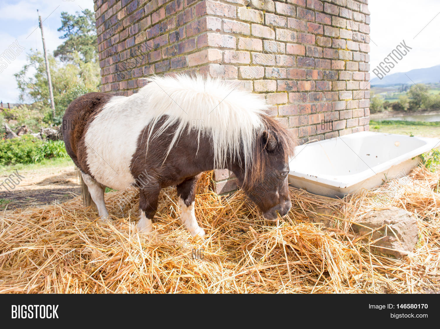 Portrait Pony Eating Image & Photo (Free Trial) | Bigstock