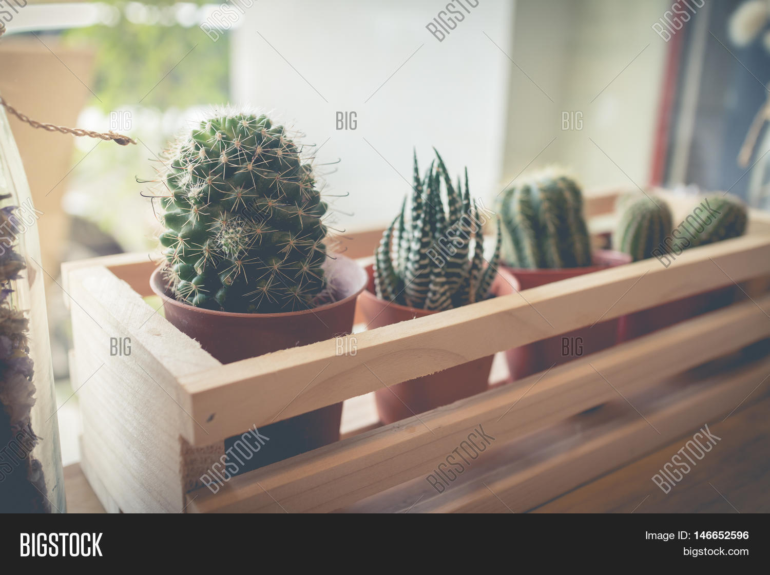 Little Cactus Plant Image & Photo (Free Trial) | Bigstock