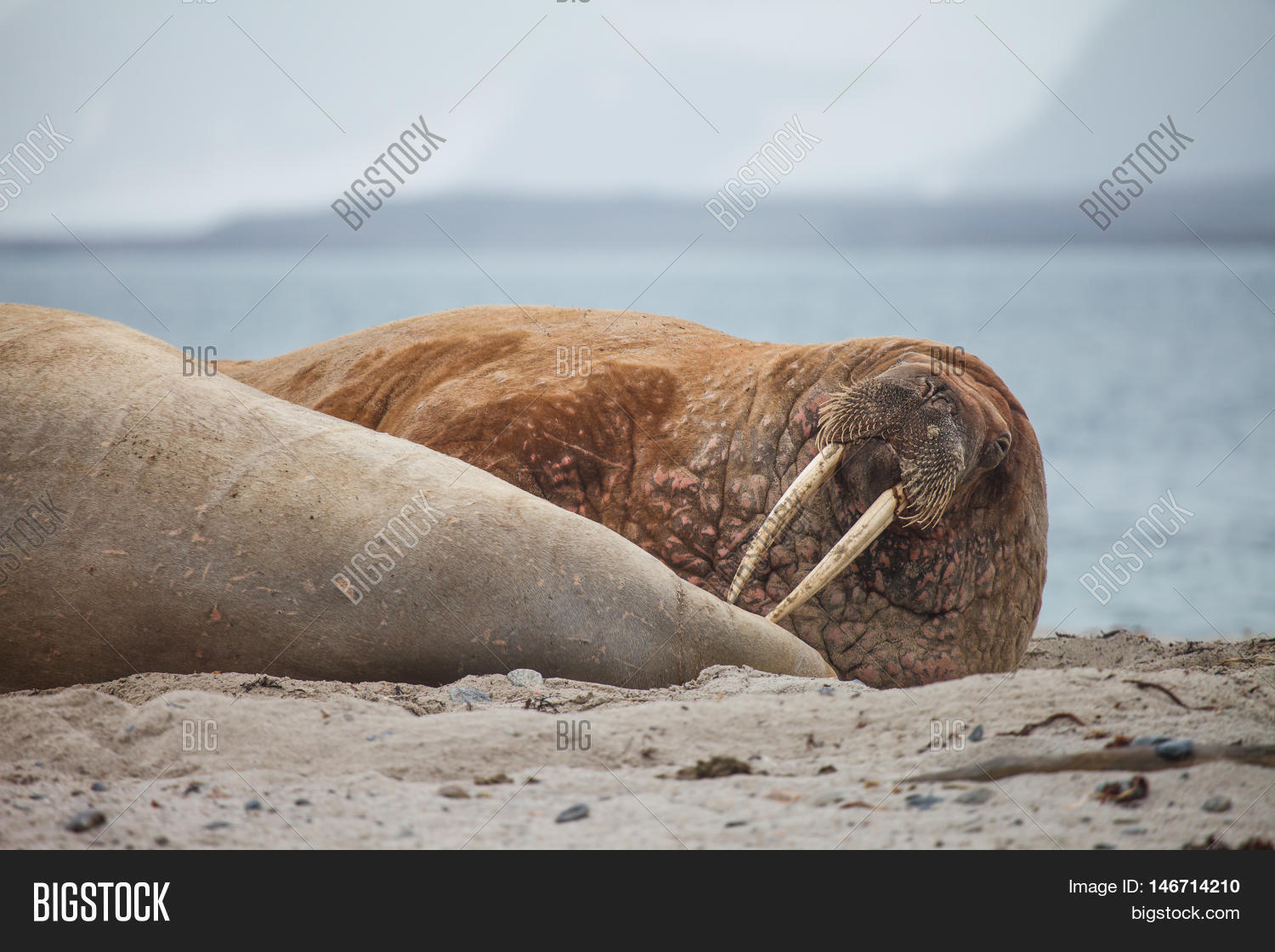 Walrus Large Flippered Image & Photo (Free Trial) | Bigstock
