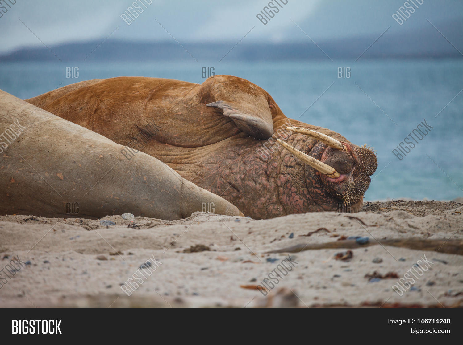 Walrus Large Flippered Image & Photo (Free Trial) | Bigstock