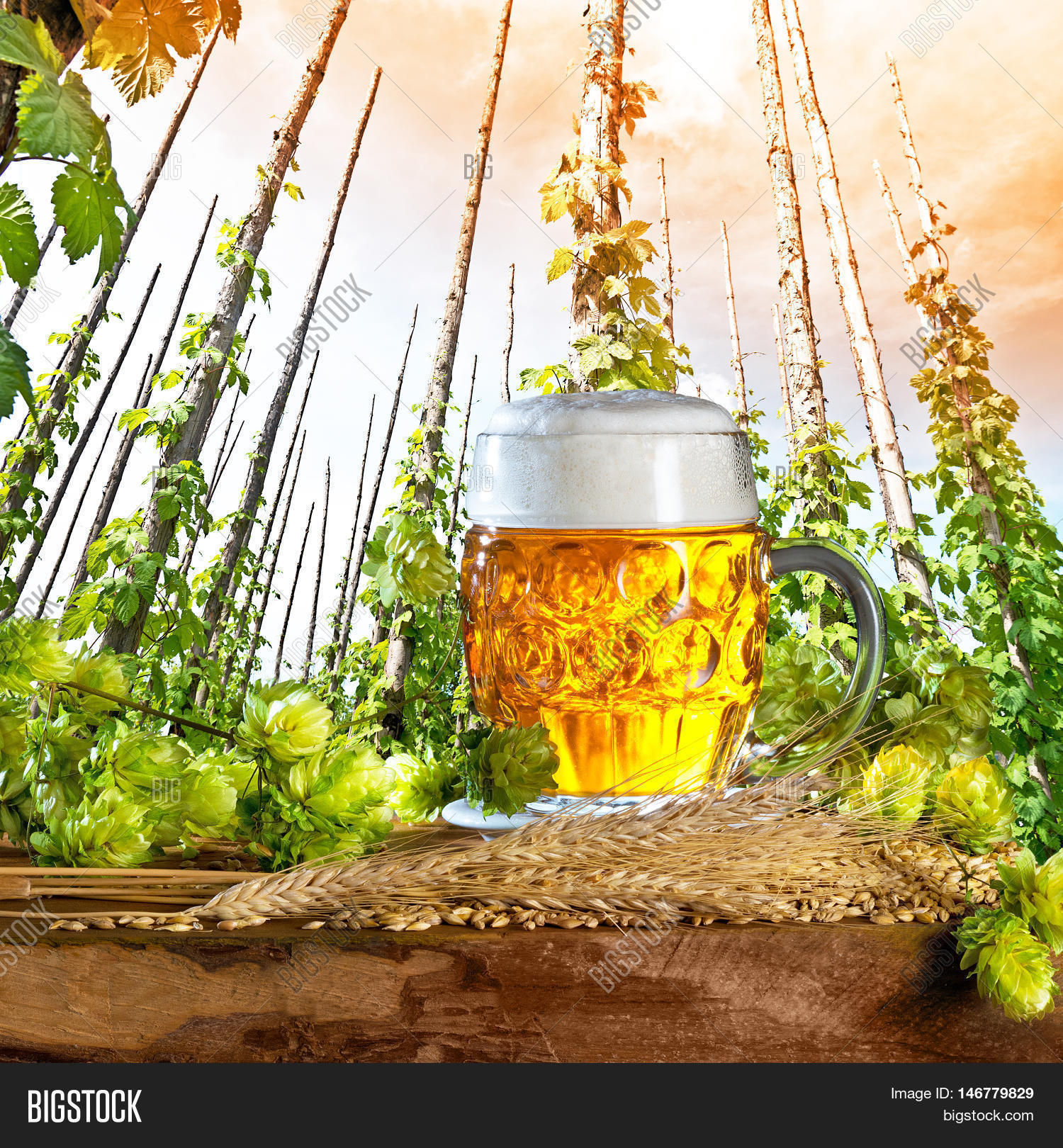 Traditional Hop Field Image & Photo (Free Trial) | Bigstock