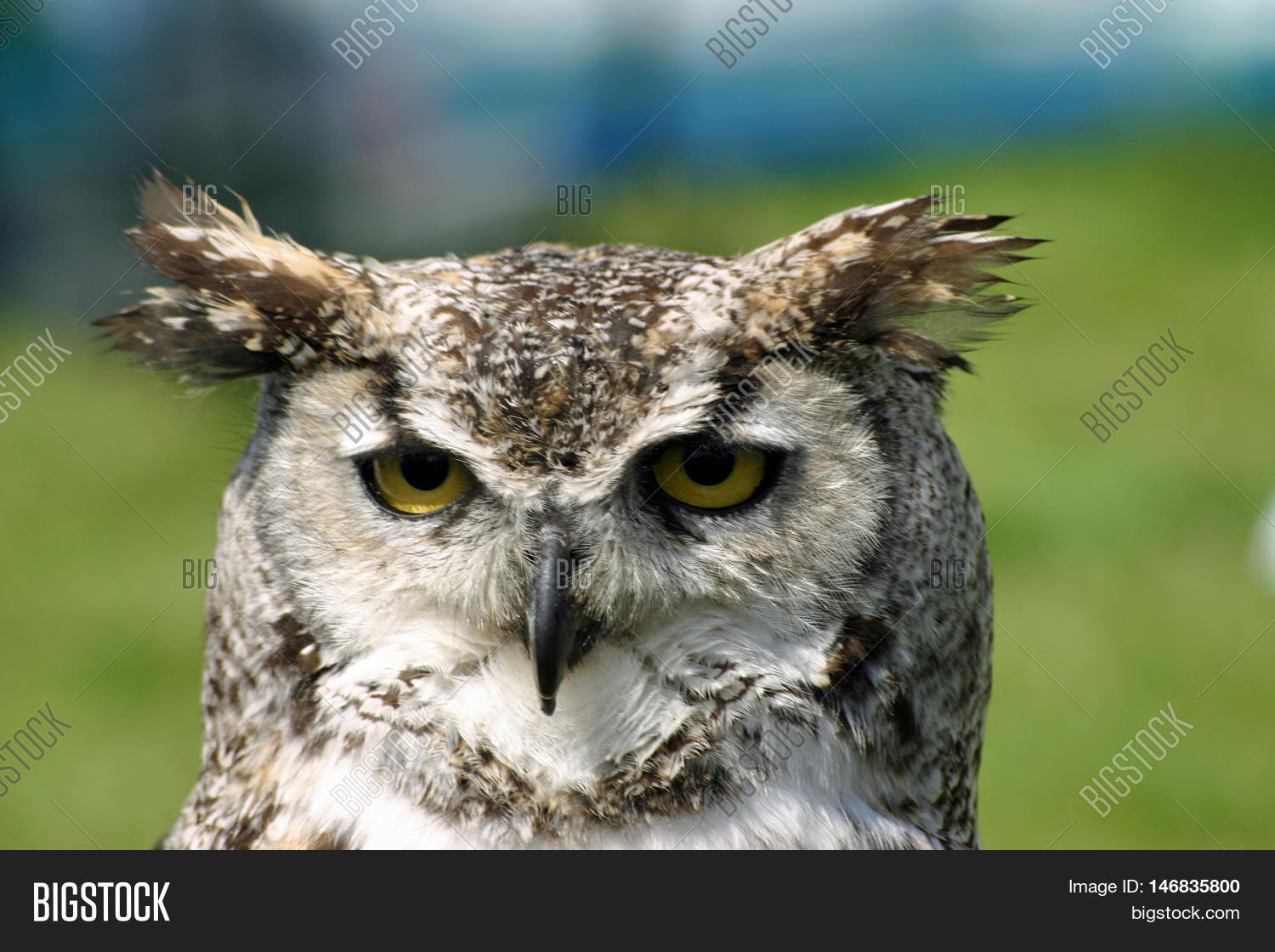 Owl Distinctive Ear Image & Photo (Free Trial) | Bigstock