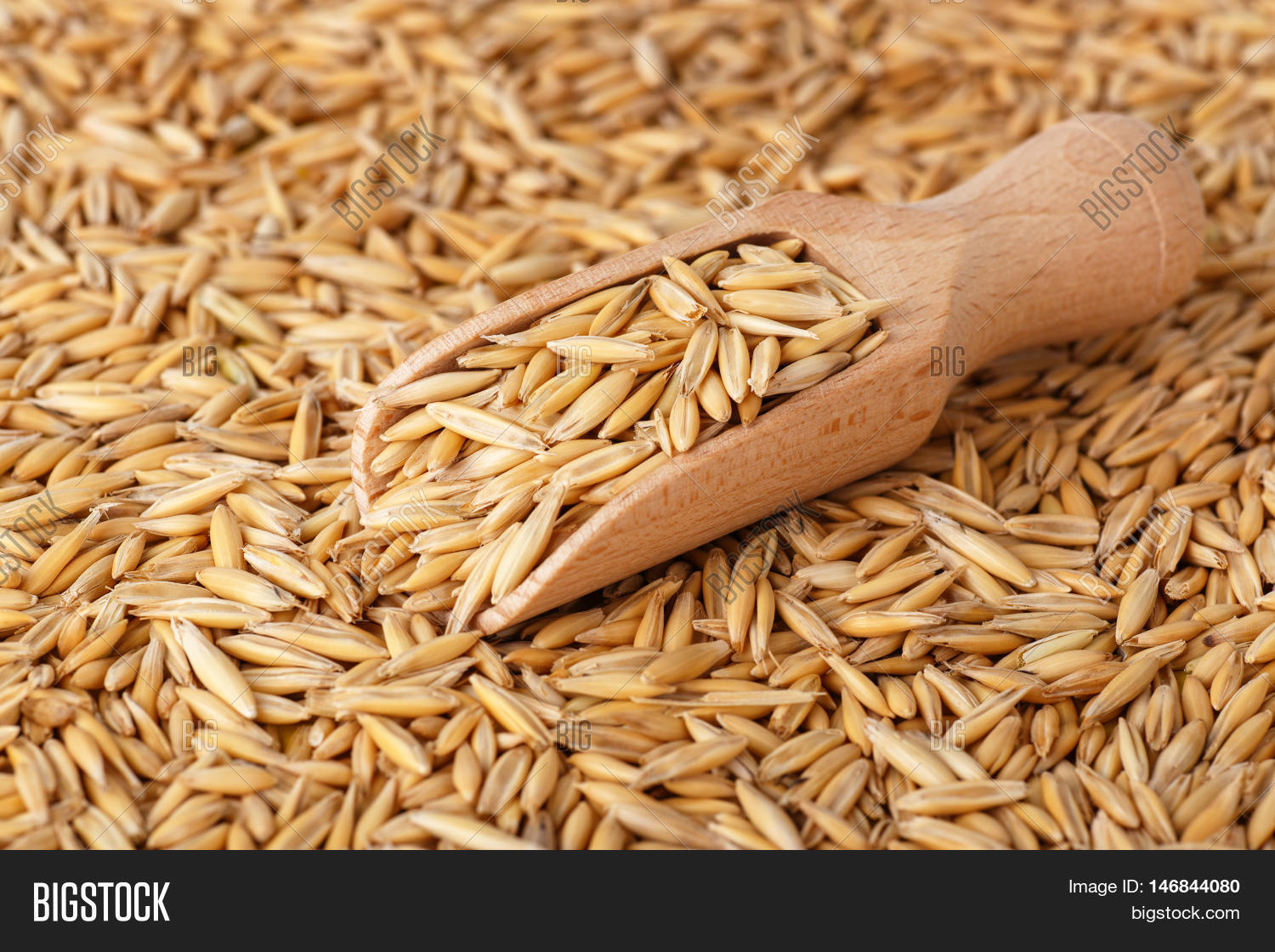 Natural Oat Grains Image & Photo (Free Trial) | Bigstock