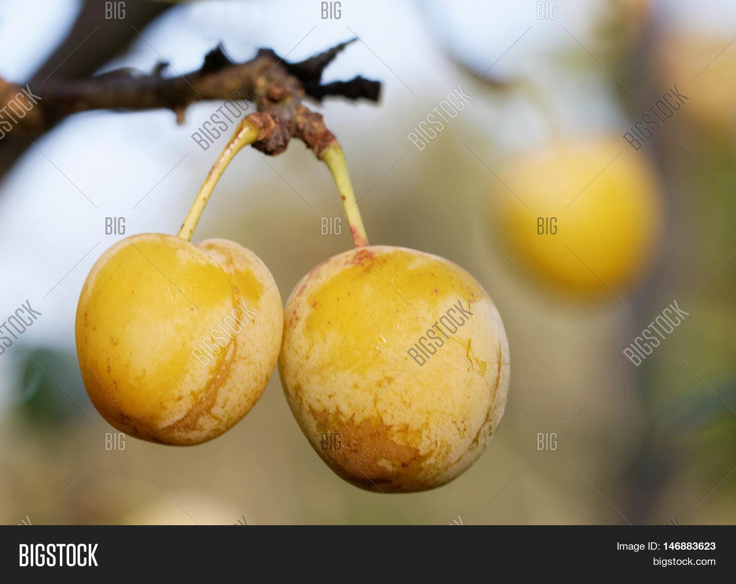 Two Yellow Plum Image & Photo (Free Trial) | Bigstock