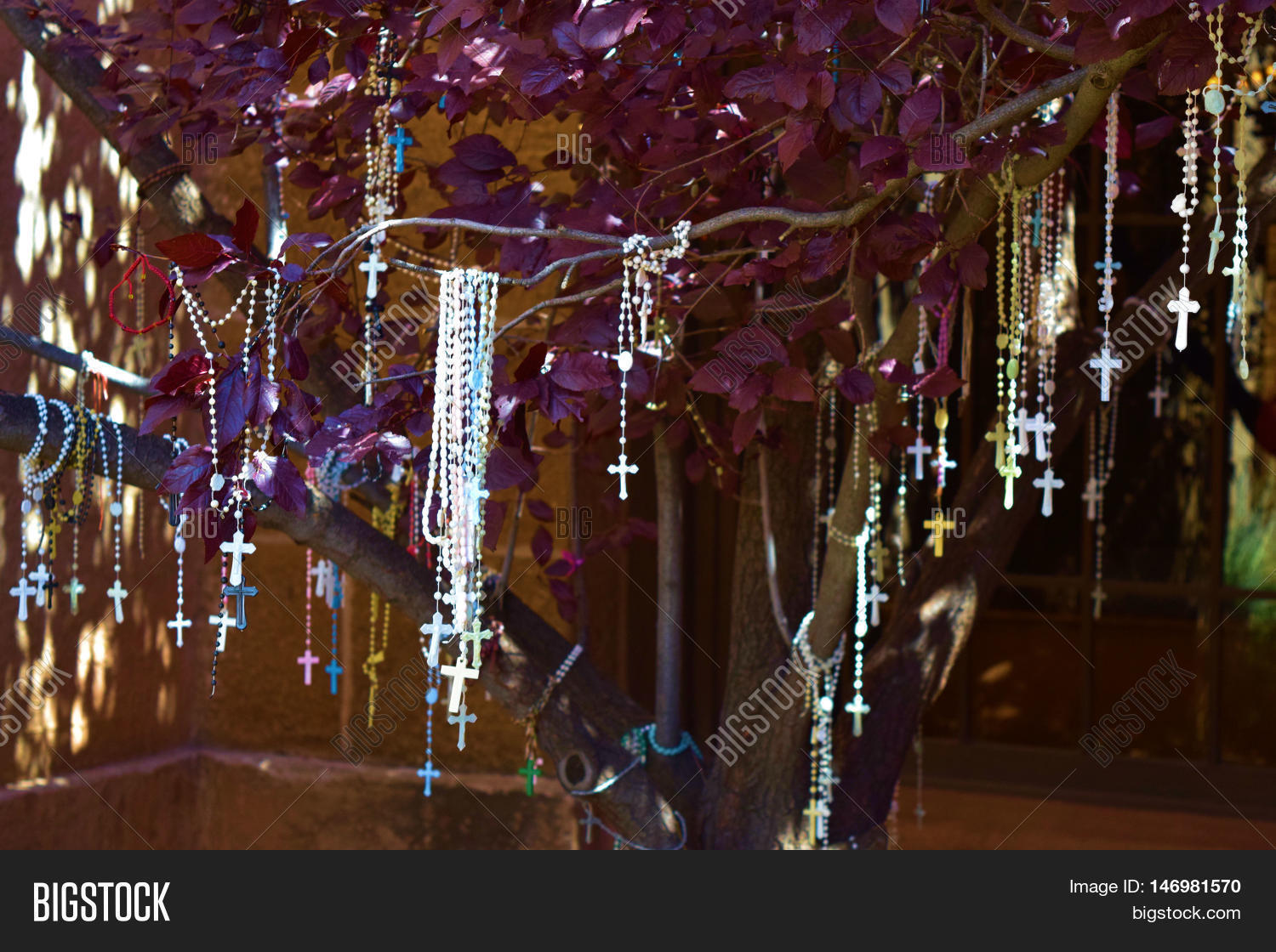 Rosary Tree Which Image & Photo (Free Trial) | Bigstock