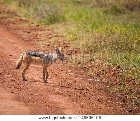 Black-backed Jackal Image & Photo (Free Trial) | Bigstock