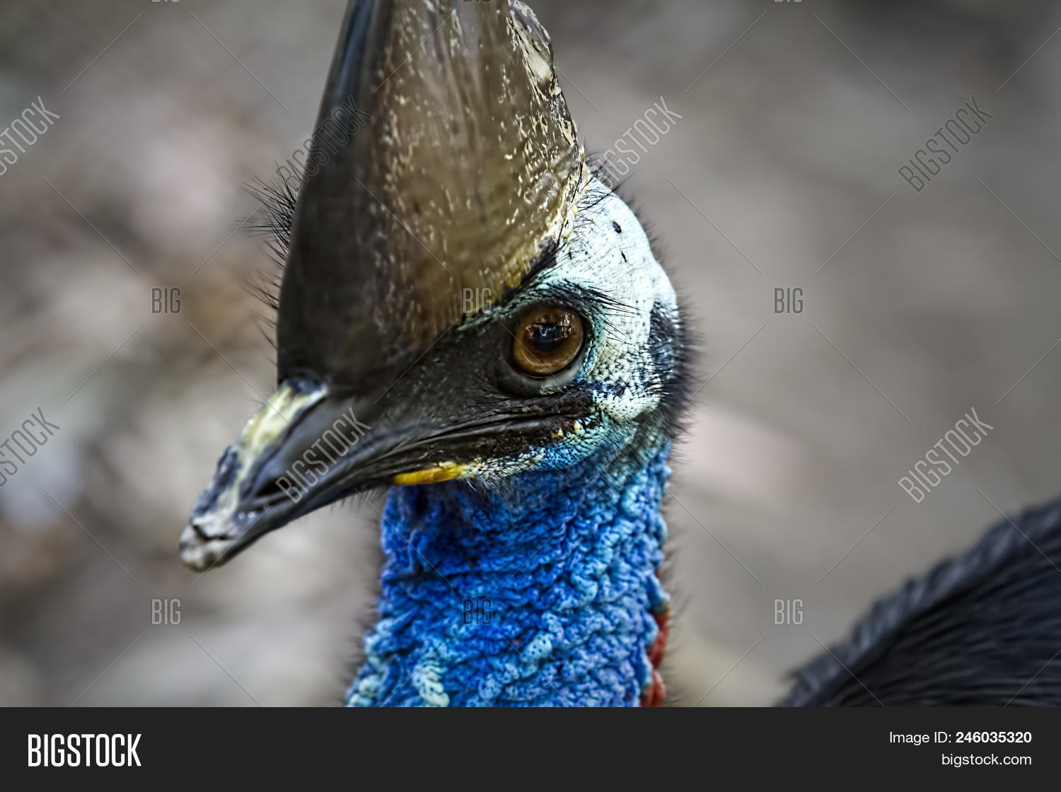Close Face Cassowary Image & Photo (Free Trial) | Bigstock