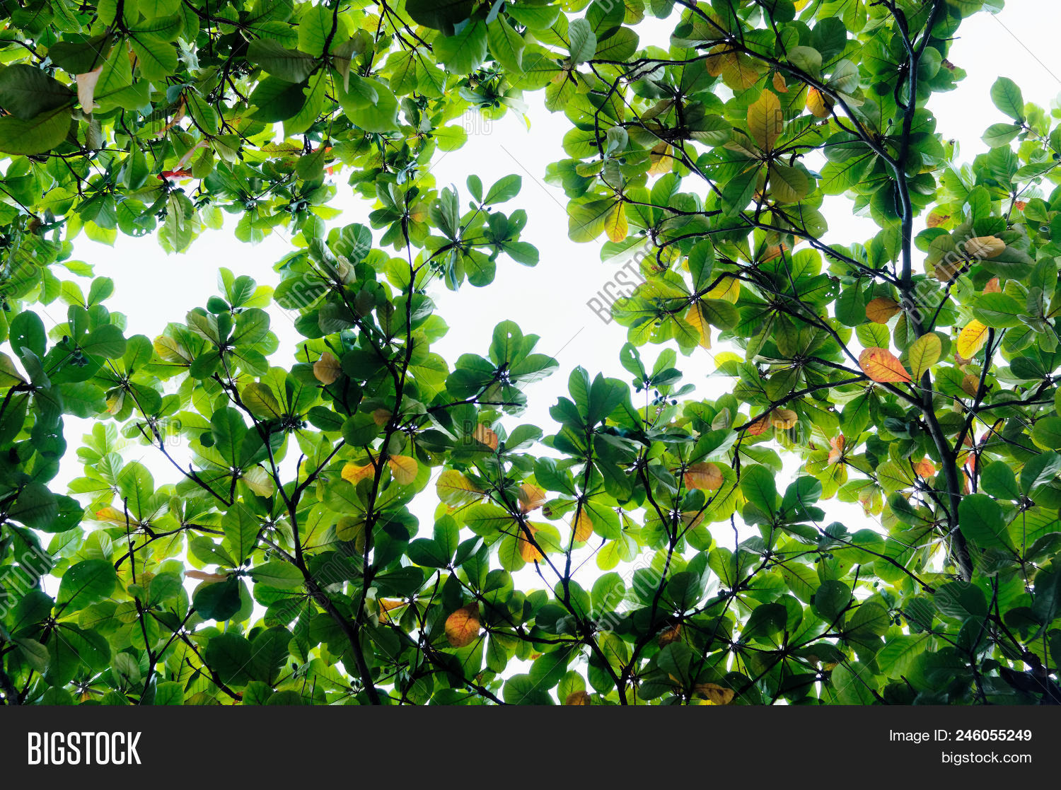 Green Terminalia Image & Photo (Free Trial) | Bigstock