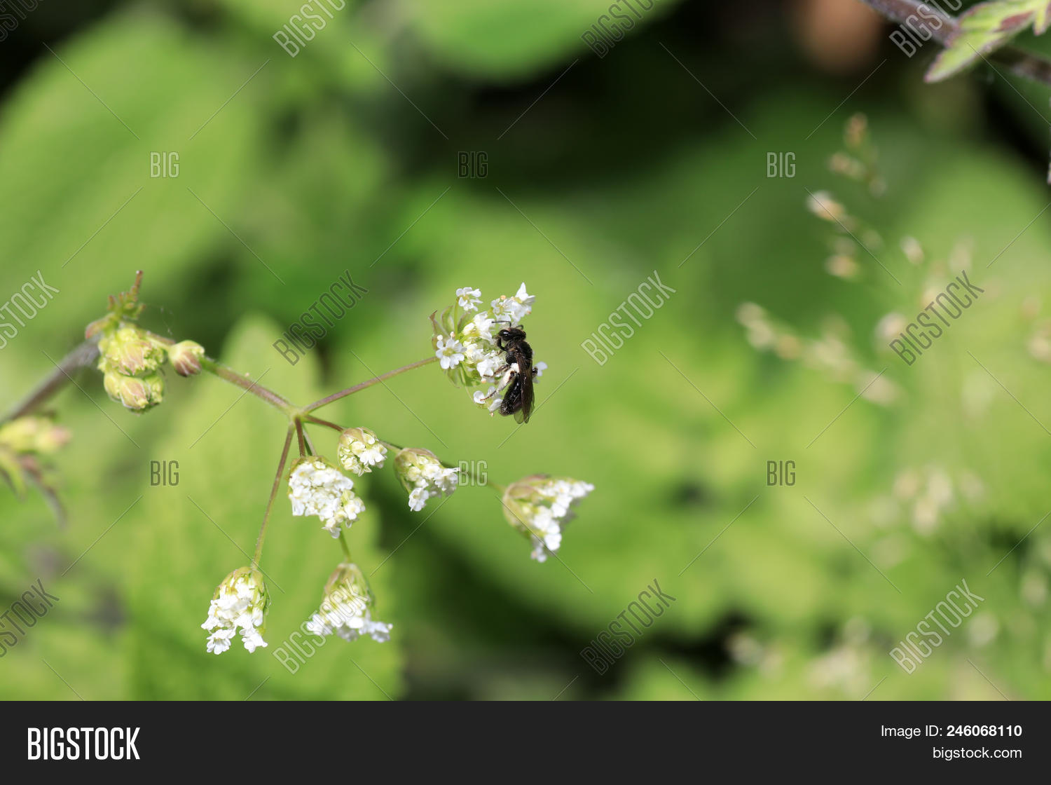 Wild Bees All Bee Image & Photo (Free Trial) | Bigstock